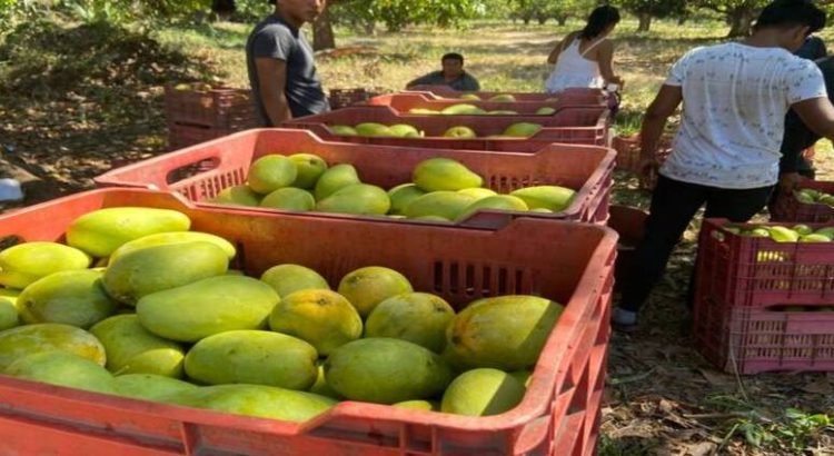 El sur de Sinaloa tiene una buena producción de mango